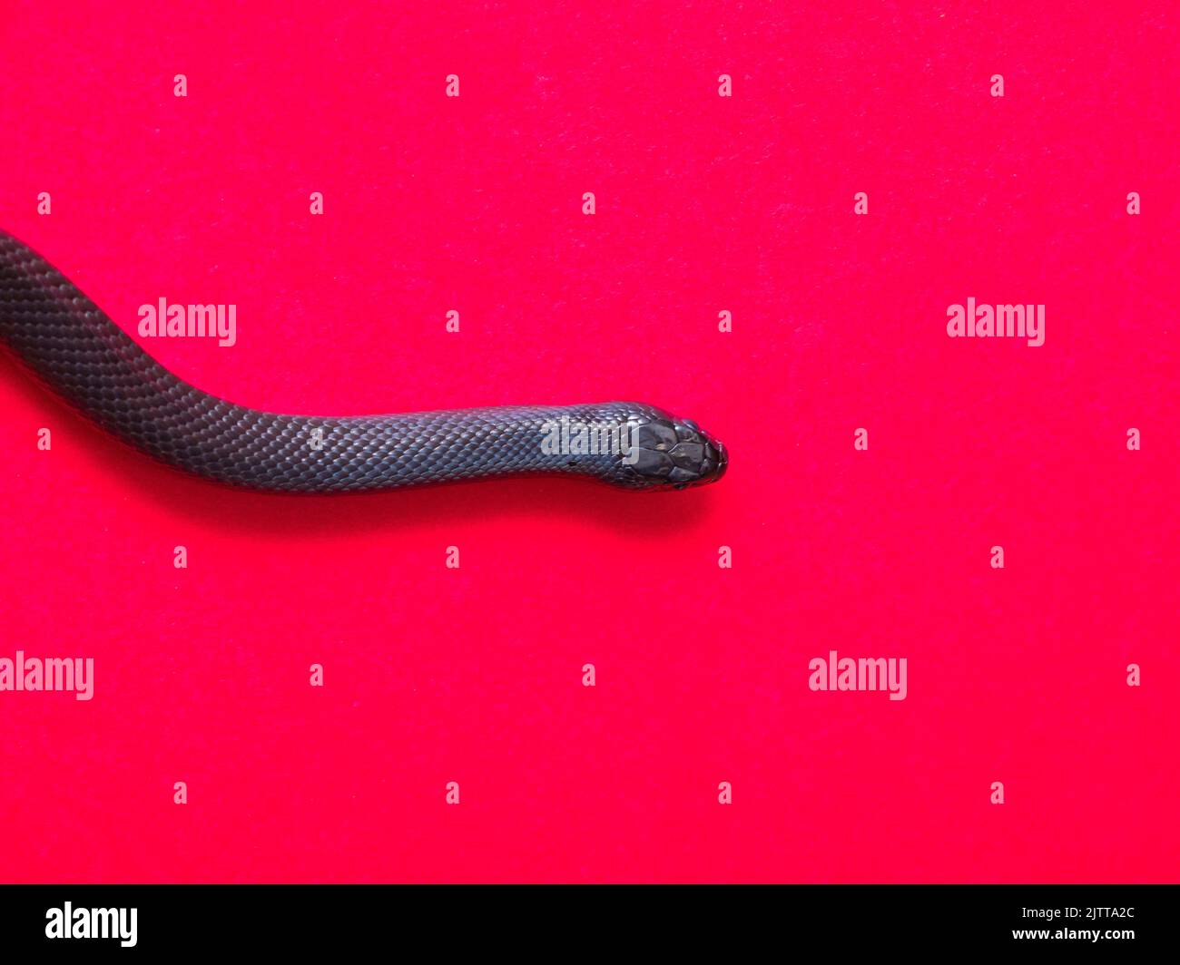 La couleuvre royale noire mexicaine (Lampropeltis getula nigrita) fait partie de la plus grande ...