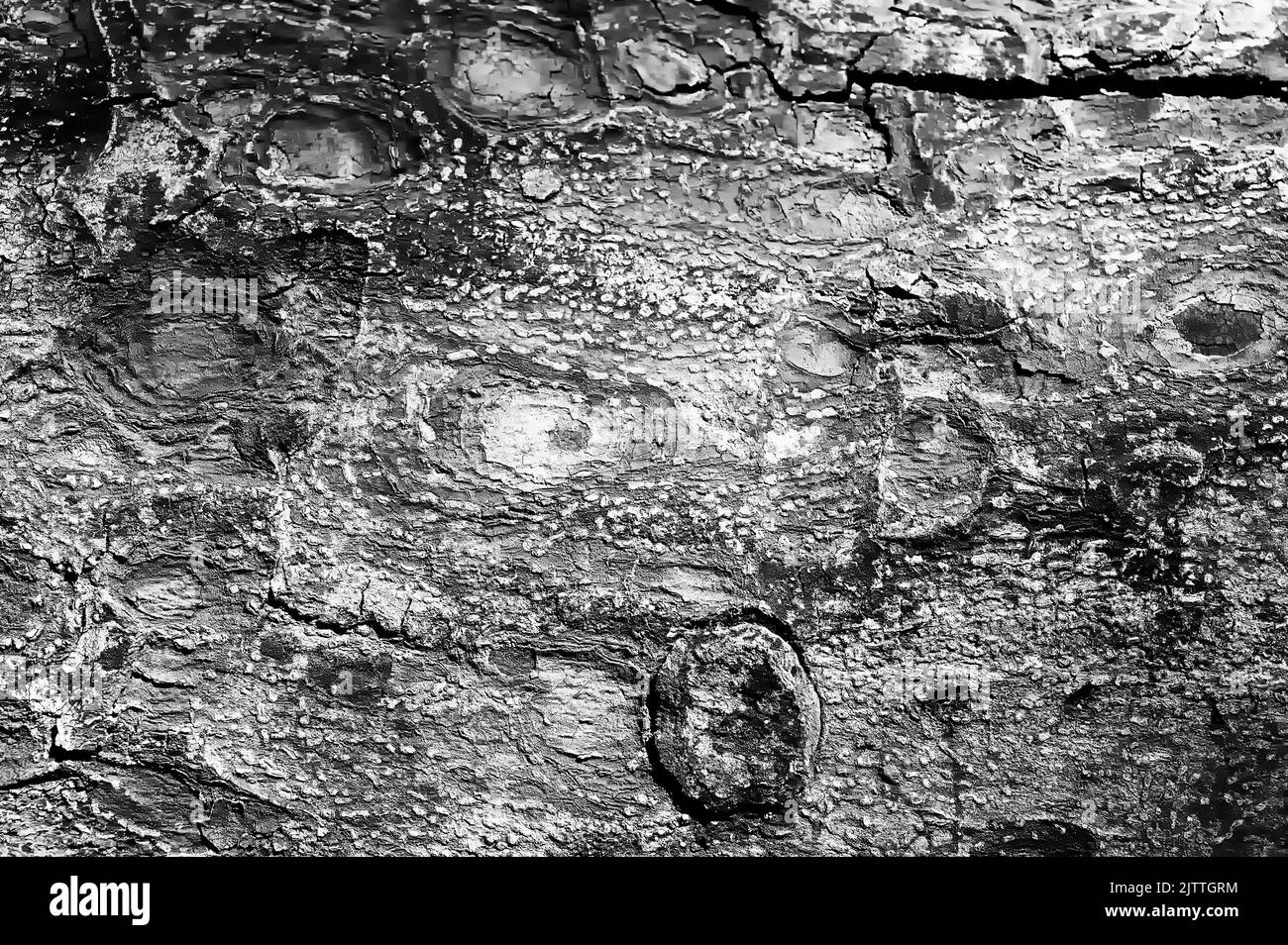 Motif de tronc d'arbre noir et blanc Banque de photographies et d’images à haute résolution - Alamy