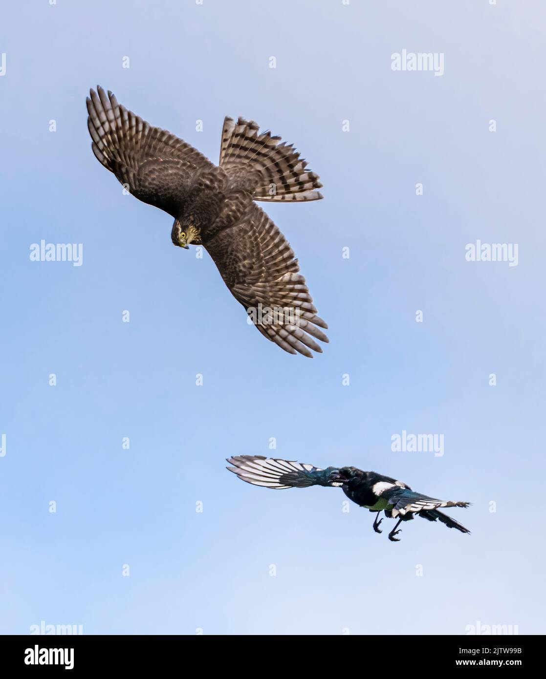 Chasse au faucon Banque de photographies et d’images à haute résolution ...