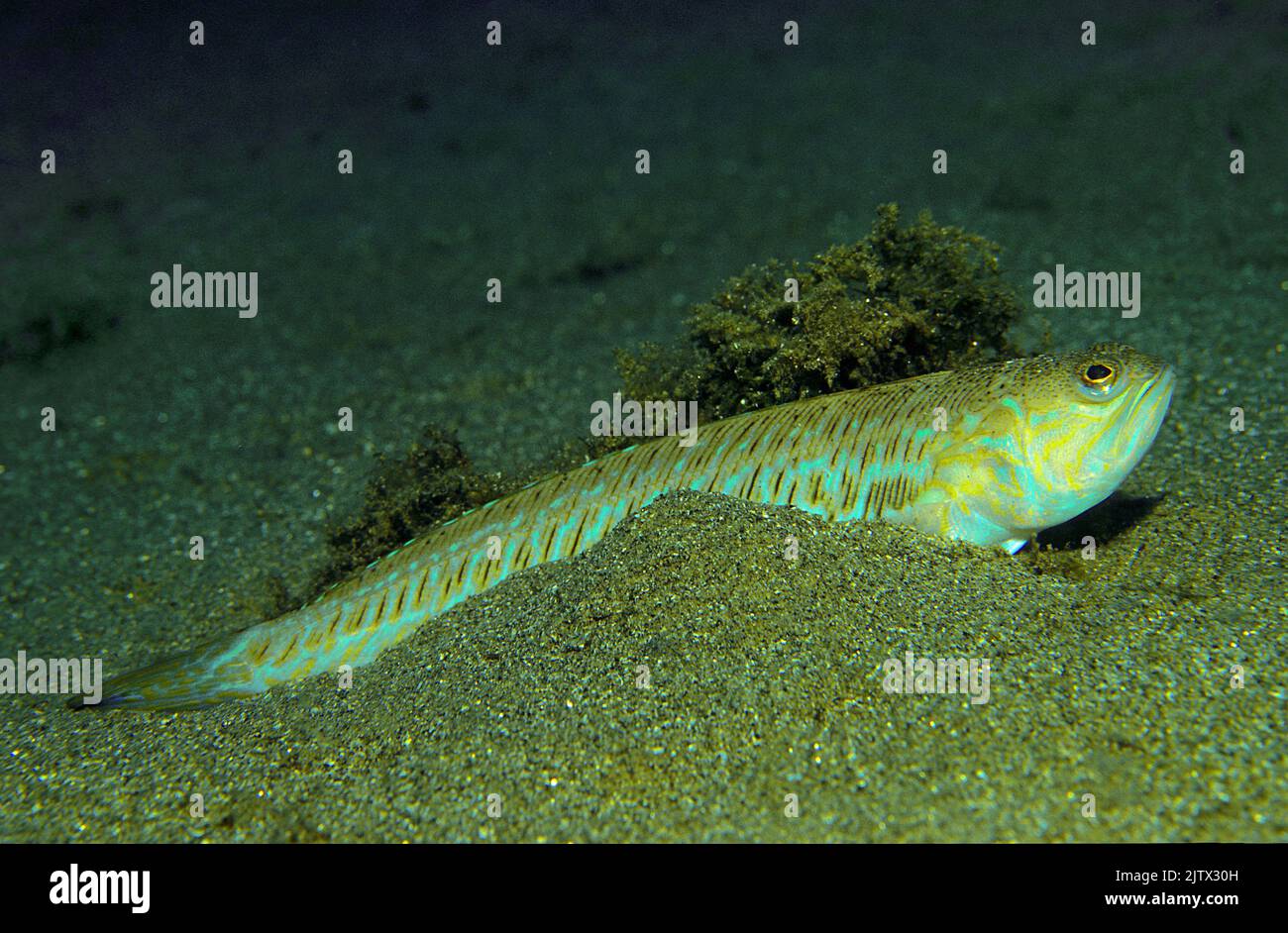 Greater weever fish Banque de photographies et d’images à haute ...