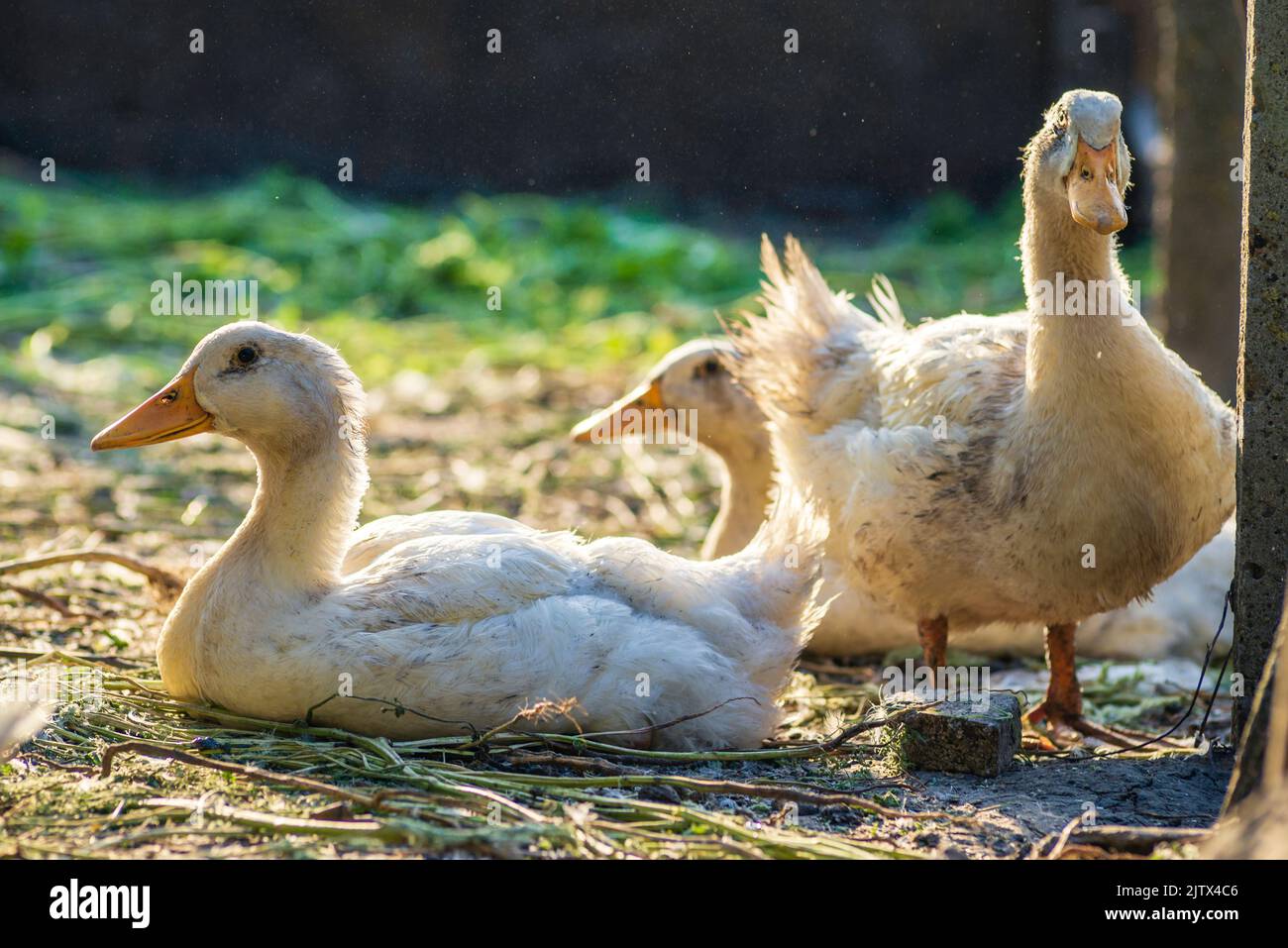 Mulard duck Banque de photographies et d’images à haute résolution - Alamy