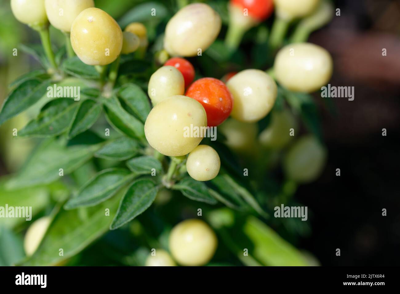 Capsicum annuum ornamental pepper Banque de photographies et d’images à ...