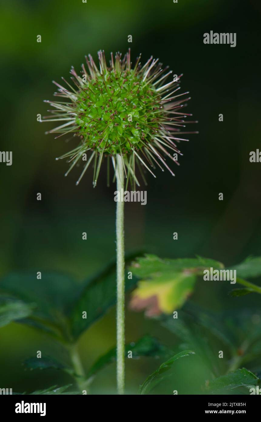 Etapas de vegetacion Banque de photographies et d’images à haute ...