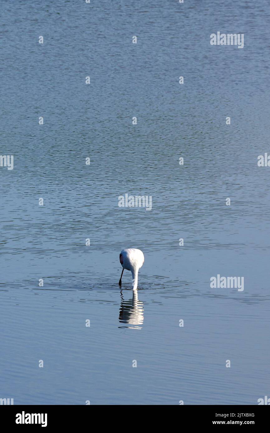 Volano bird Banque de photographies et d’images à haute résolution - Alamy