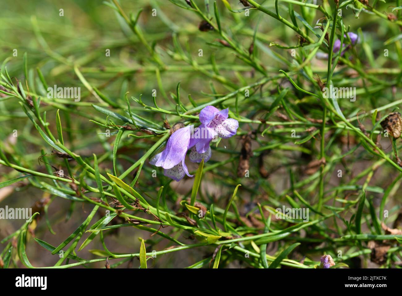 L'herbe d'émeu qui se répand (Eremophila divaricata) est un arbuste ...