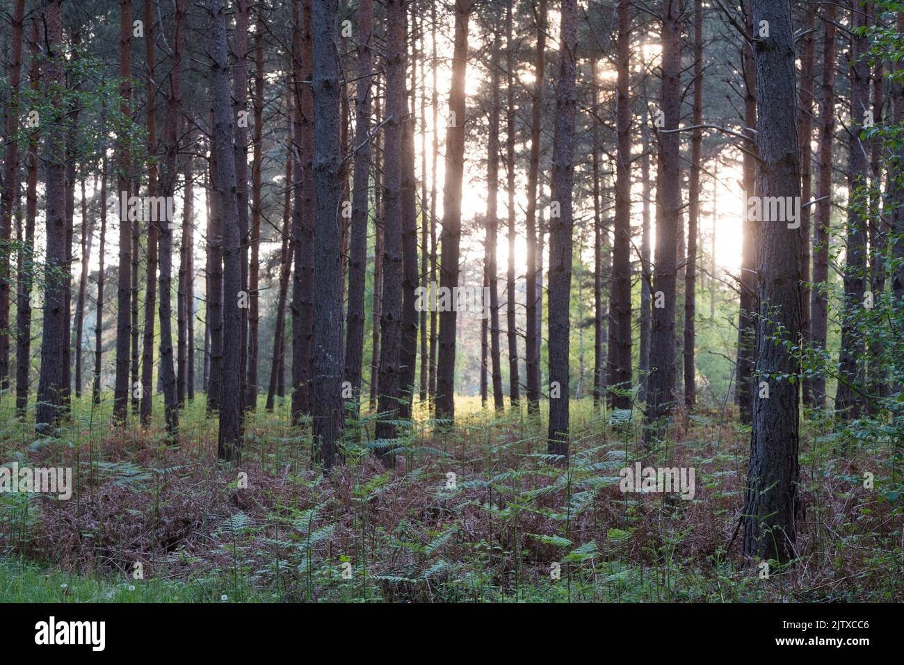 Pinède en foret de Rambouillet, Parc naturel régional de la haute ...
