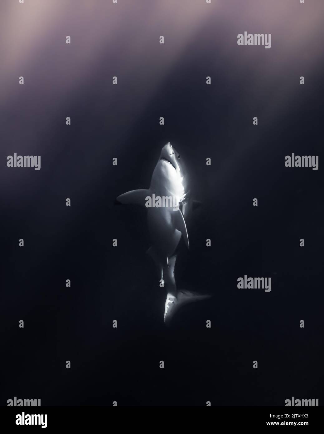 Le requin tourbillonne vers la surface. Mexique : CES PHOTOS ...