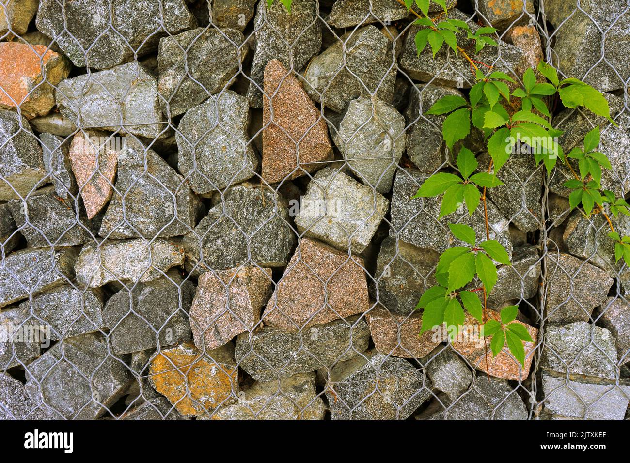 Gabion, texture, fond. Mur fait de roches naturelles avec des feuilles ...