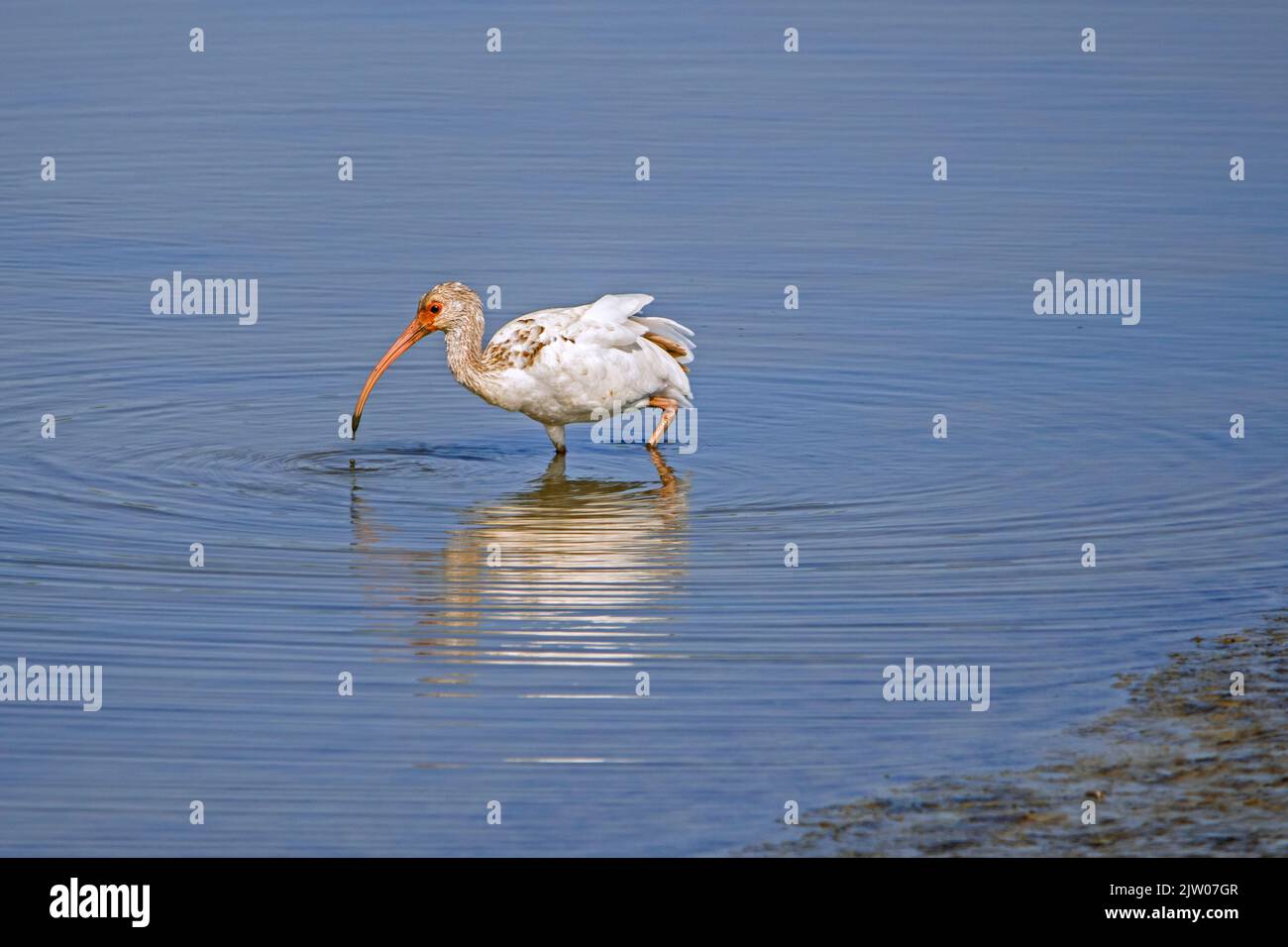 Ibis blanc américain (Eudocimus albus / Scolopax alba) pour jeunes en ...
