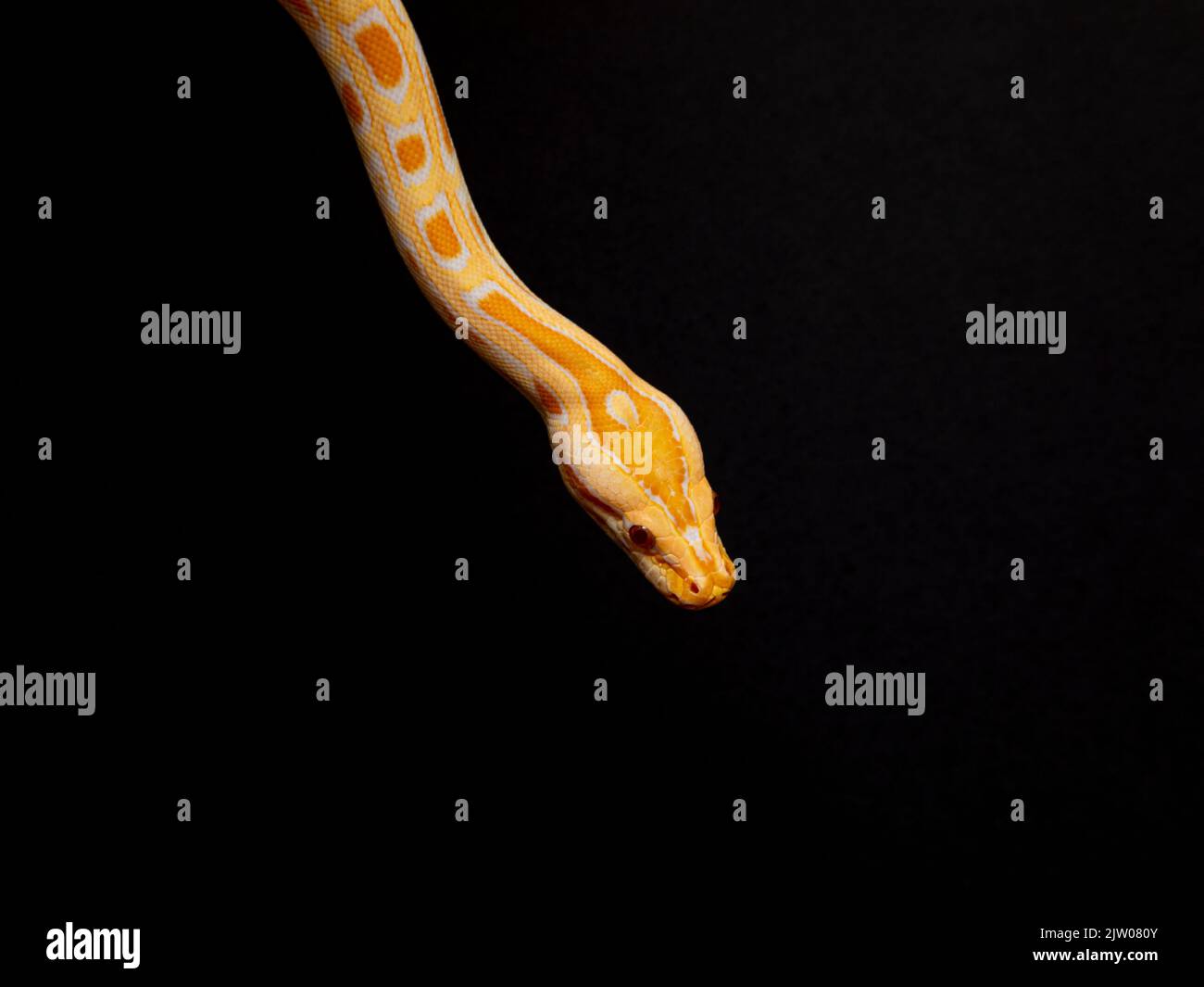 Python molurus bivitattus est l'une des plus grandes espèces de ...