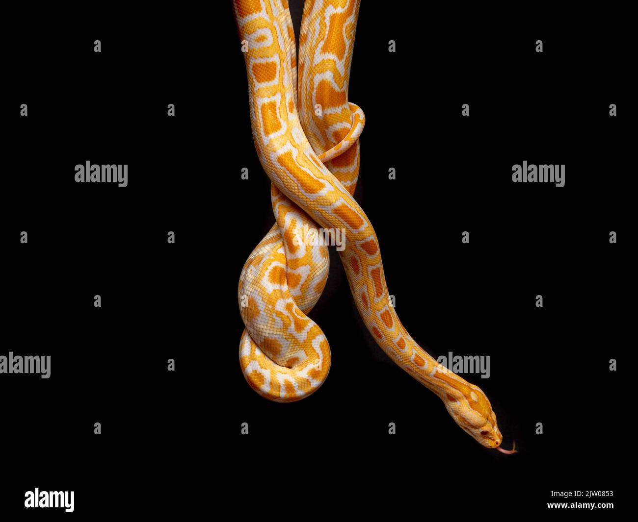 Python molurus bivitattus est l'une des plus grandes espèces de ...