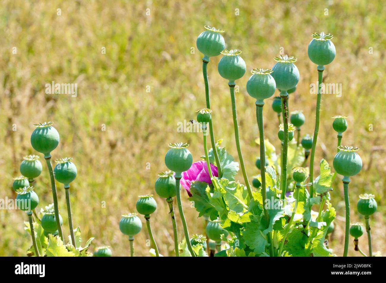 Pavot à opium (papaver somniferum), gros plan montrant une masse de ...