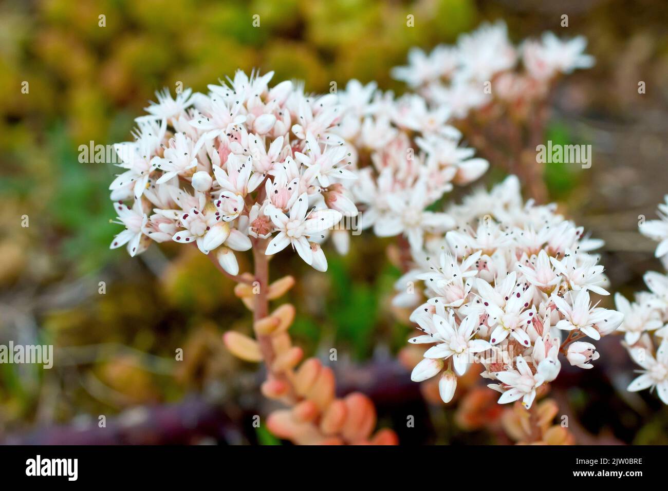 White Stonecrop (album sedum), gros plan de quelques petits amas de ...