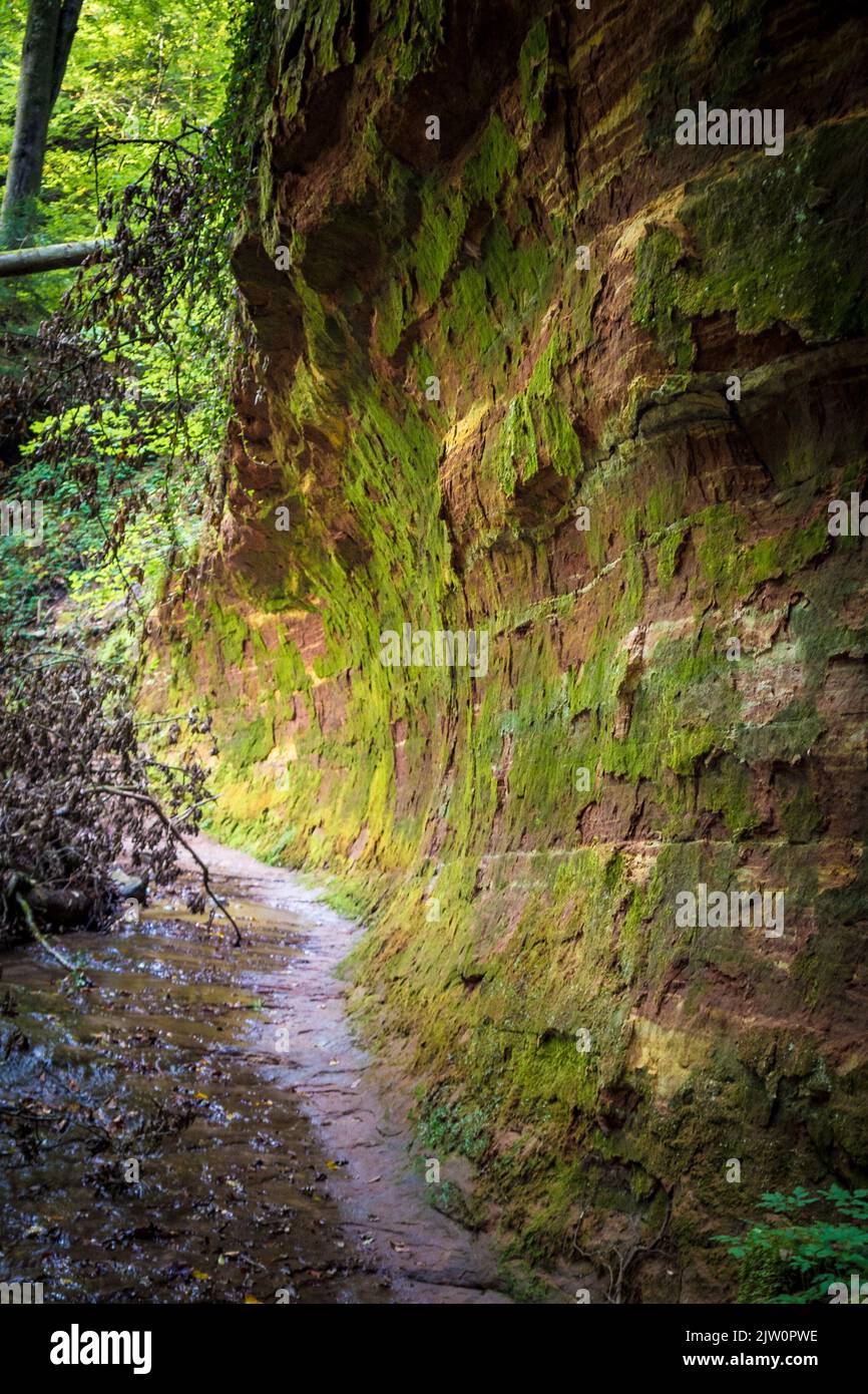Plan vertical d'un chemin étroit à côté d'un mur de mousse dans la ...