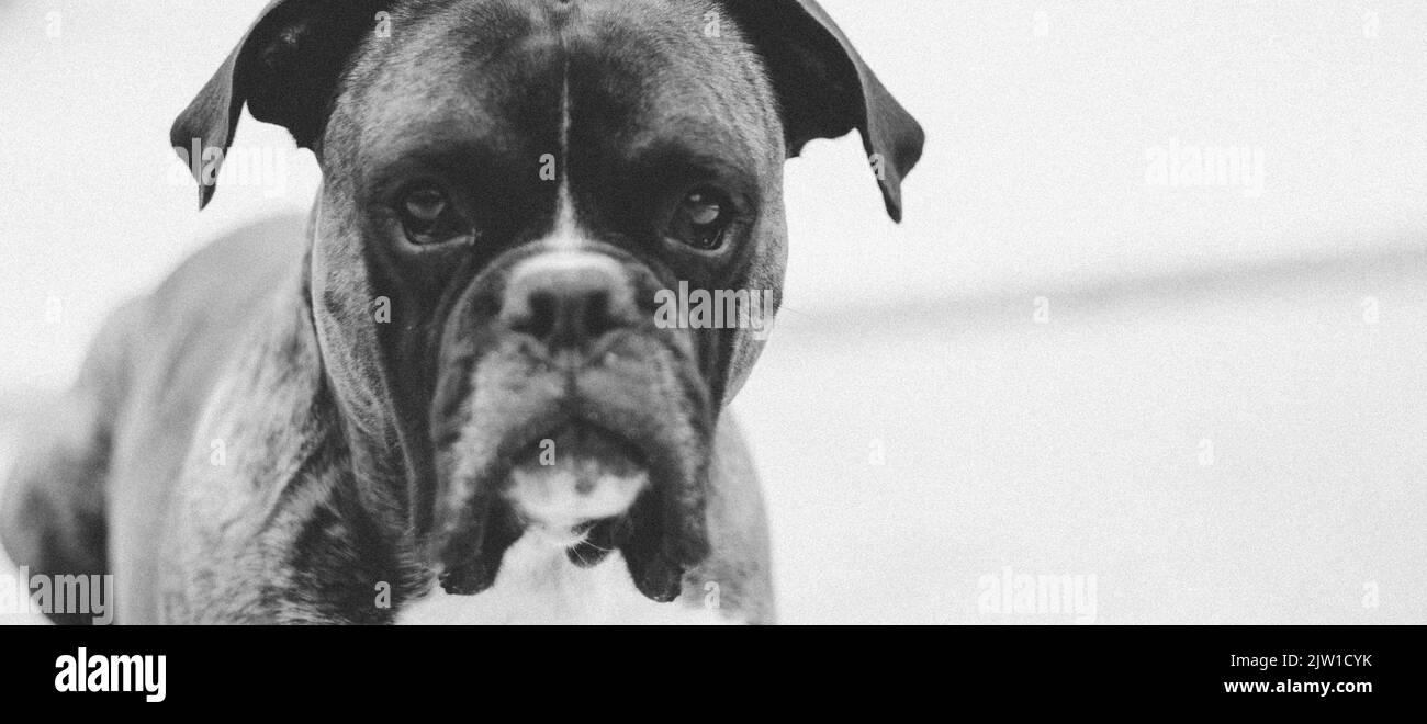 Chien boxer blanc Banque d'images noir et blanc - Alamy
