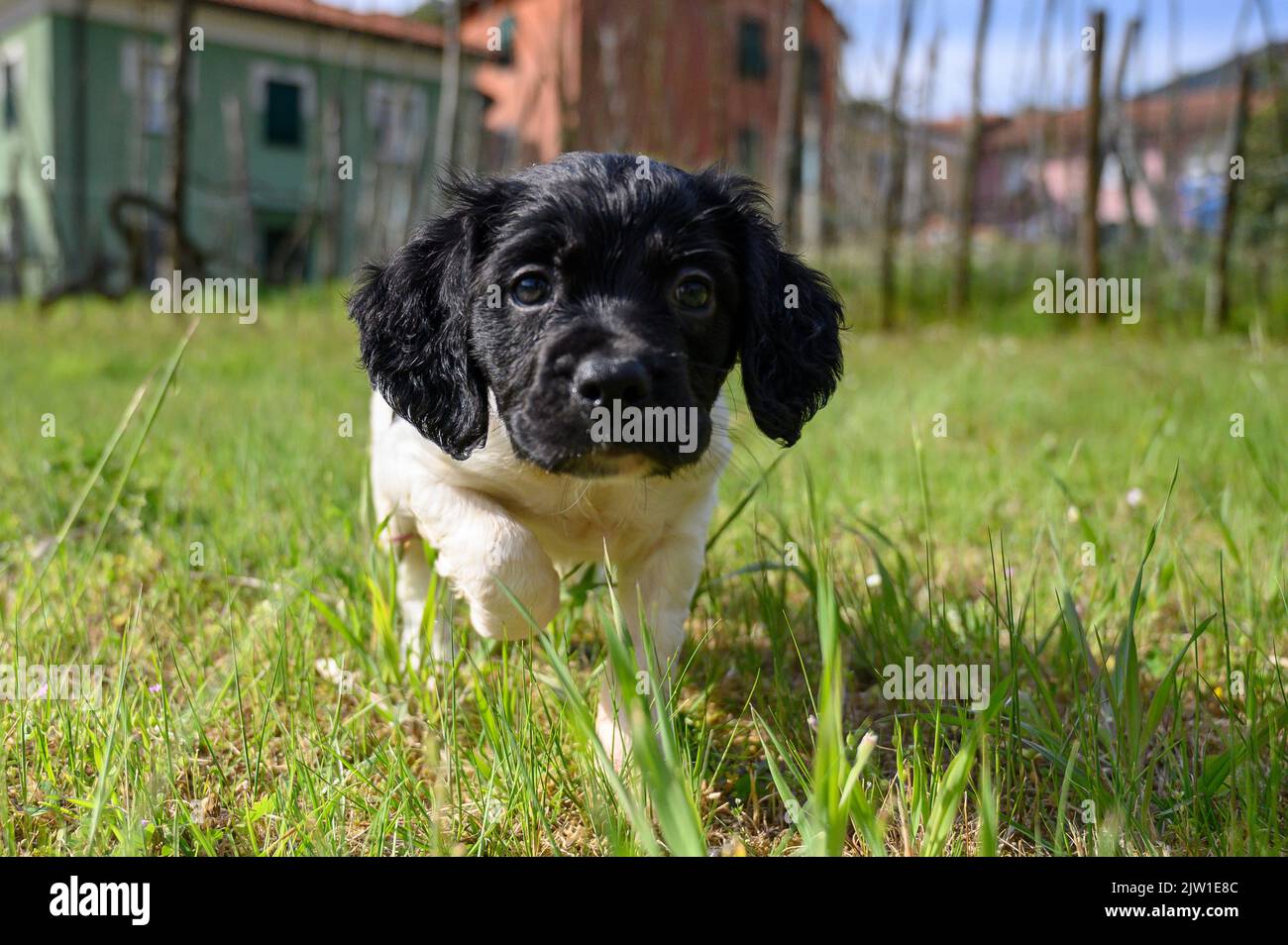 Chiot noir et blanc, Epagneul breton, bretagne Photo Stock - Alamy