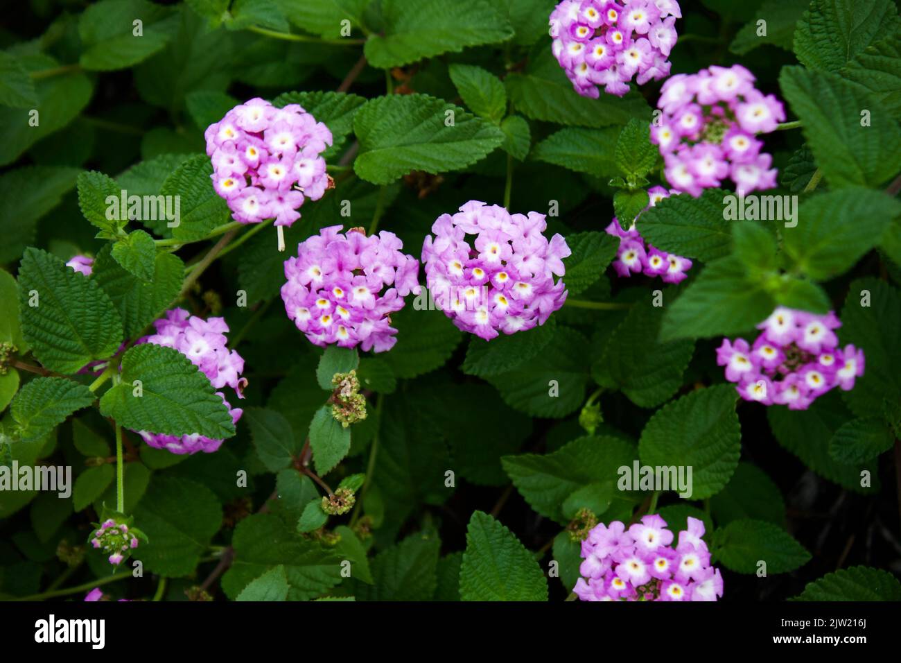 Lantana montevidensis trailing or creeping lantana garden Banque de ...
