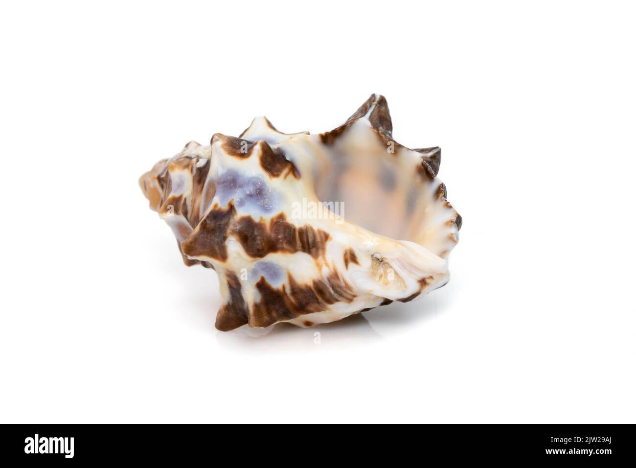 Image de coques de mer de reishia bitubercaris, noms communs ...