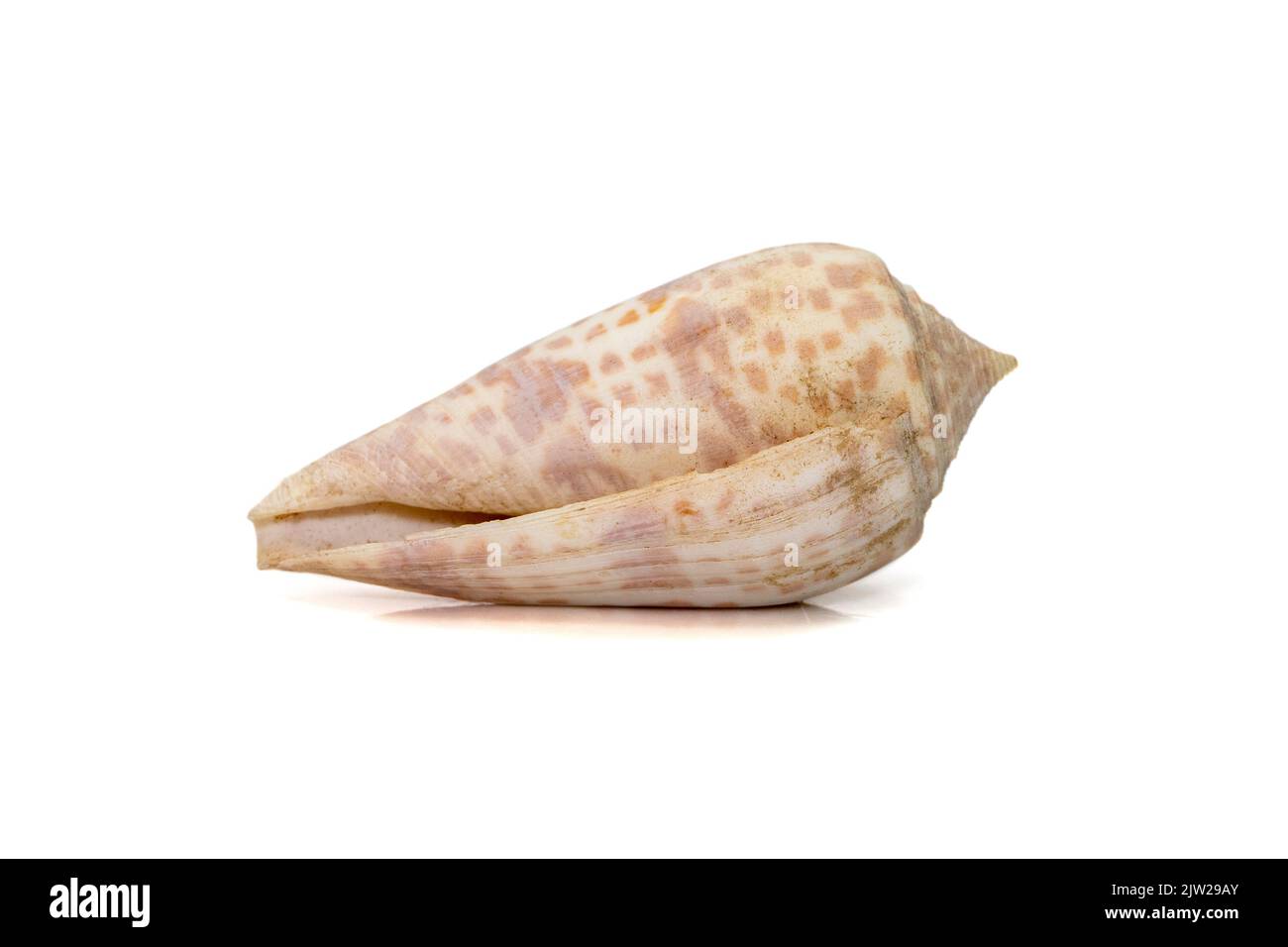 Conus tessulatus Banque d'images détourées - Alamy