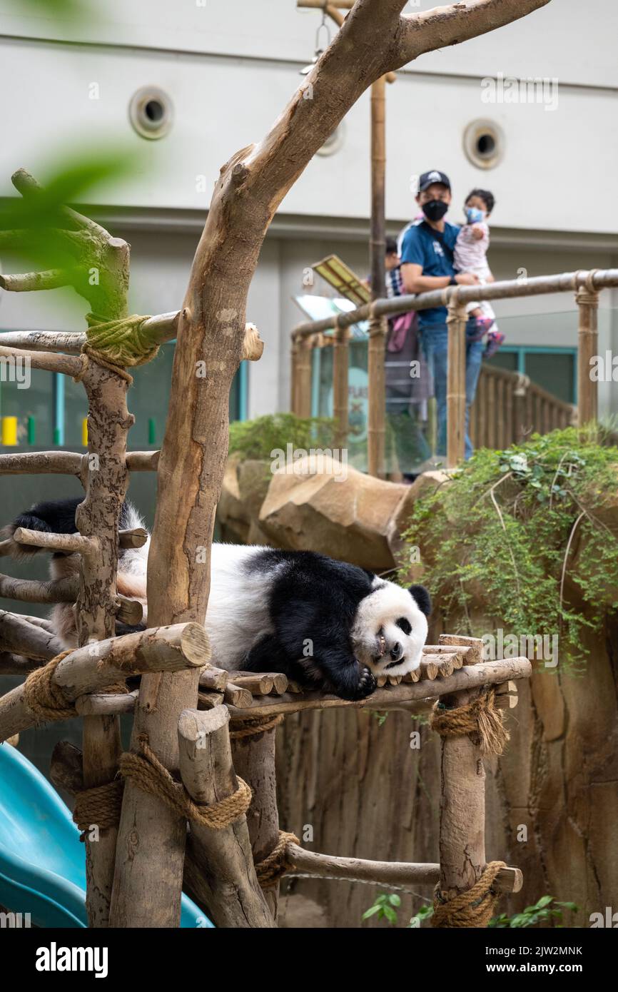 (220903) -- KUALA LUMPUR, le 3 septembre 2022 (Xinhua) -- le géant ...