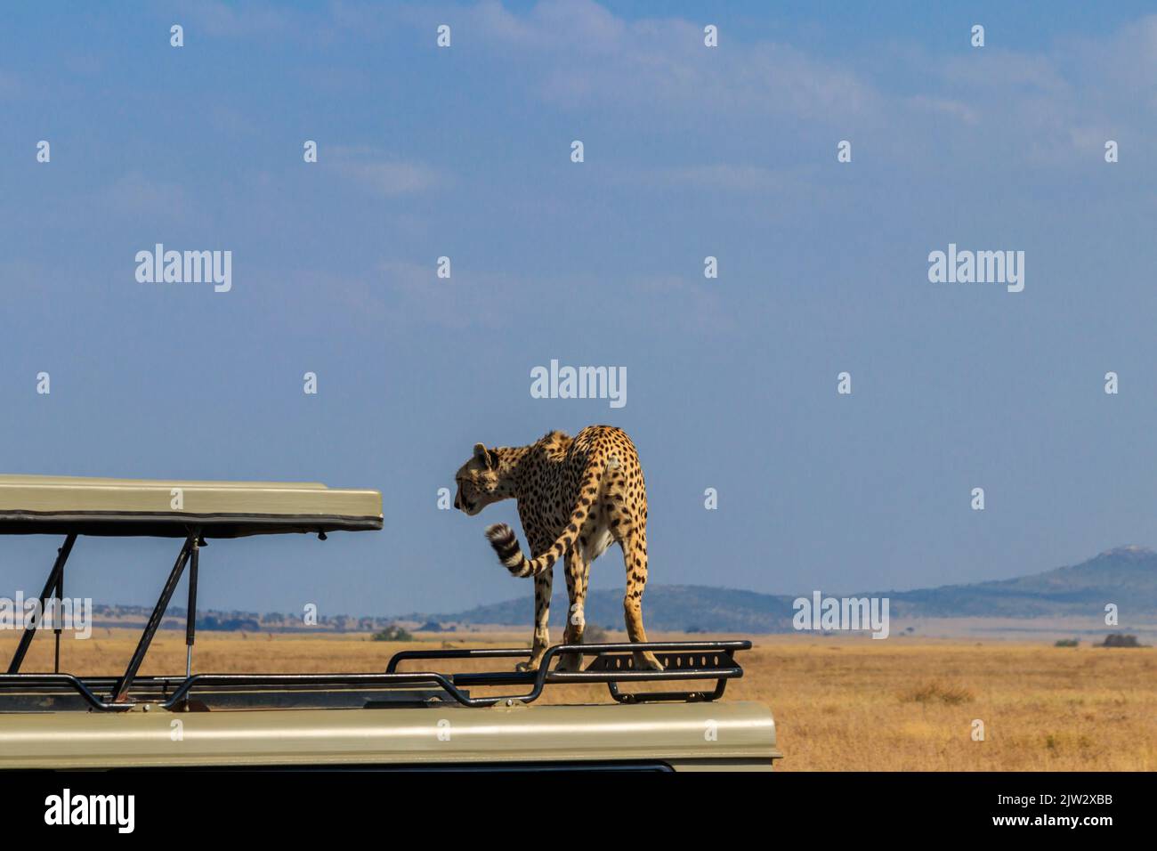 Guépard sur un véhicule Banque de photographies et d’images à haute ...