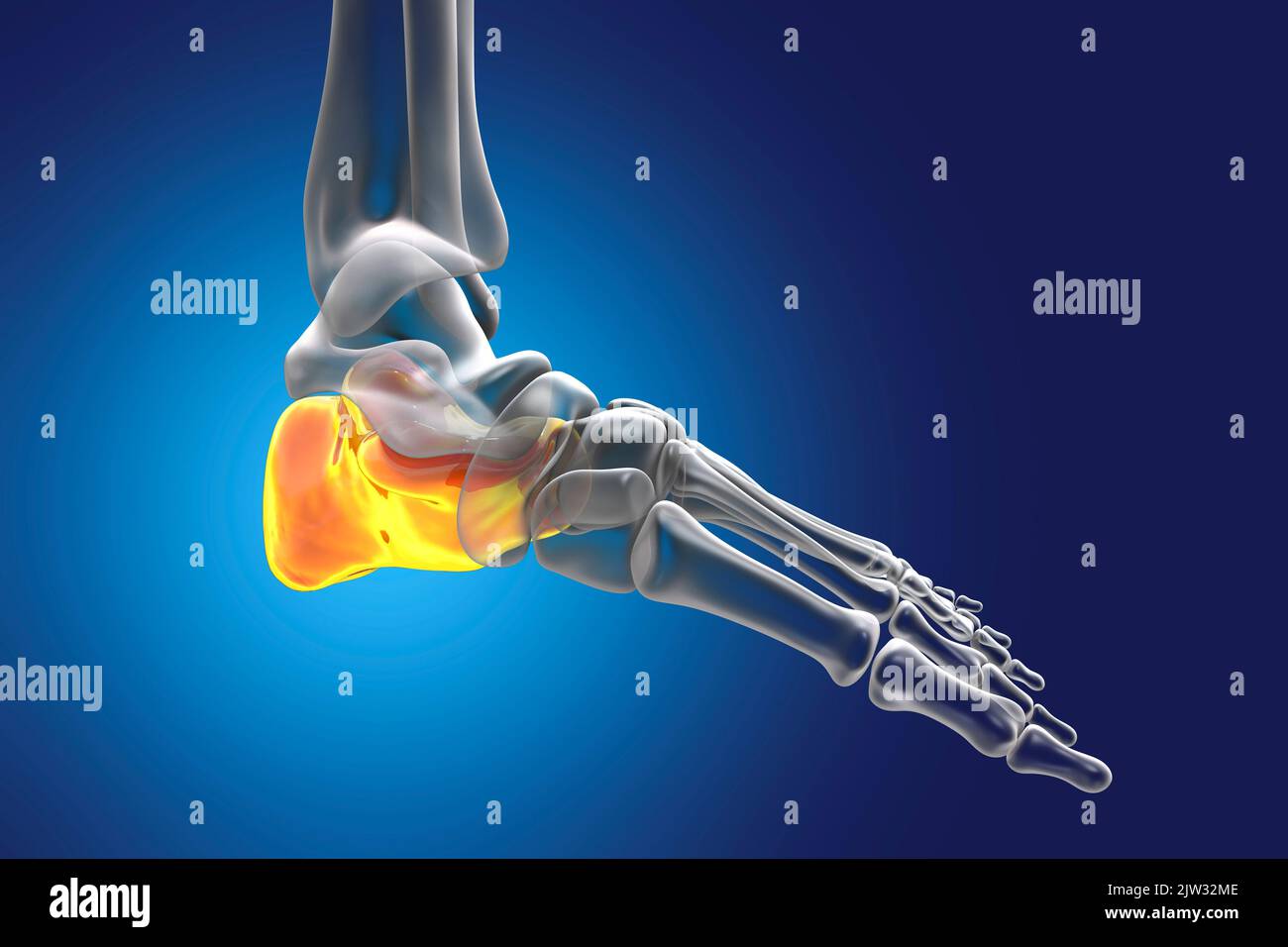 Illustration de l'os du pied du calcaneus ou du talon Photo Stock - Alamy