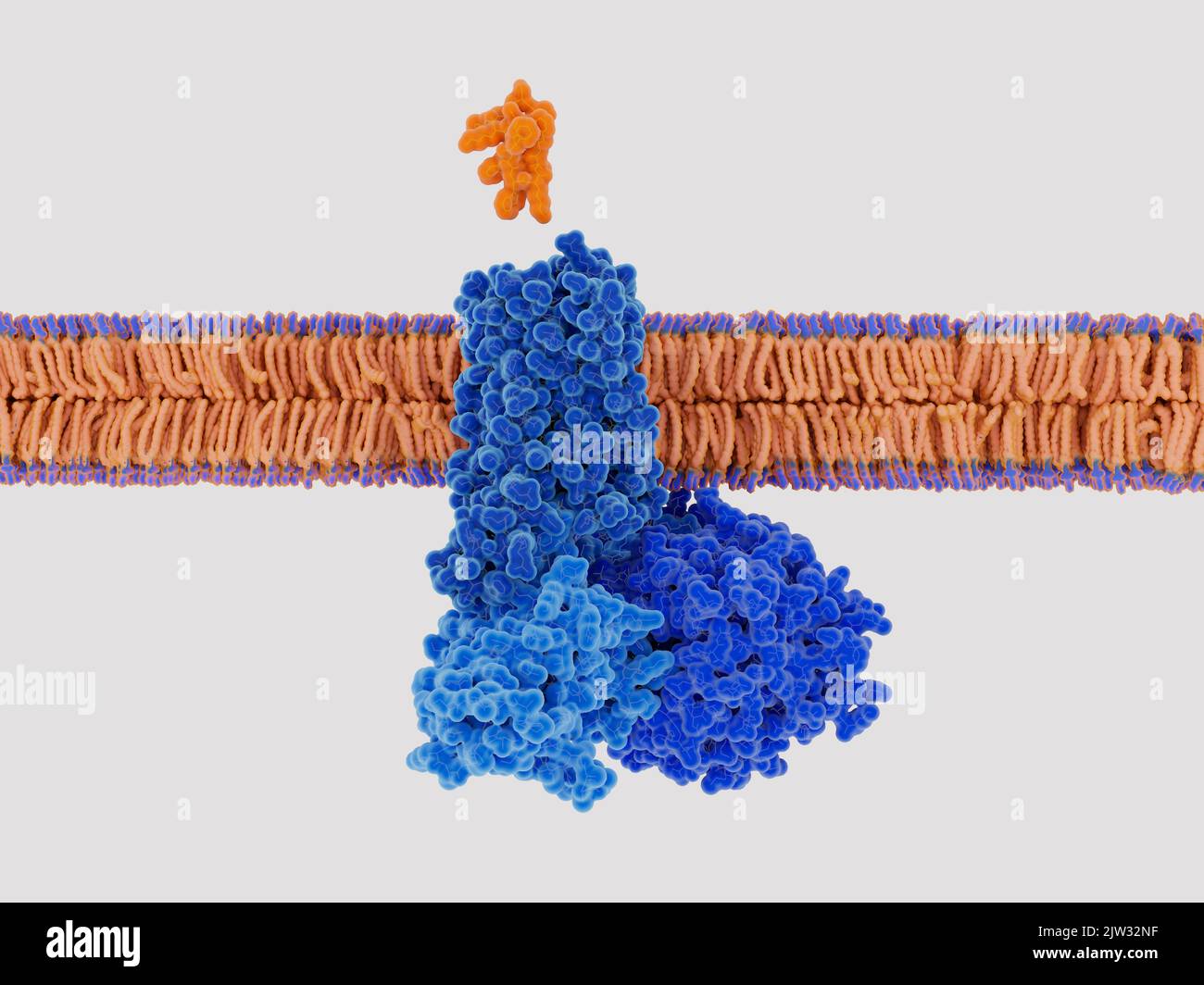 Récepteur de la somatostatine Banque de photographies et d’images à ...