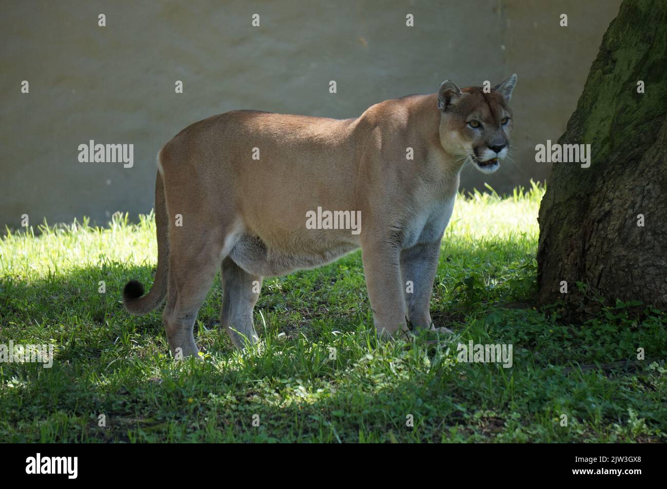 Male and female puma Banque de photographies et d’images à haute ...