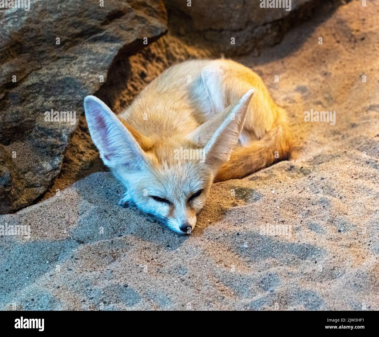 Fennec fox fennecus zerda Banque de photographies et d’images à haute ...