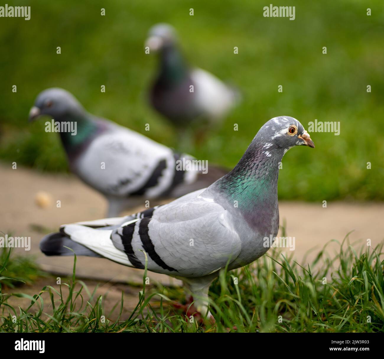 Un gros plan d'un pigeon en terre avec un arrière-plan flou de verdure ...