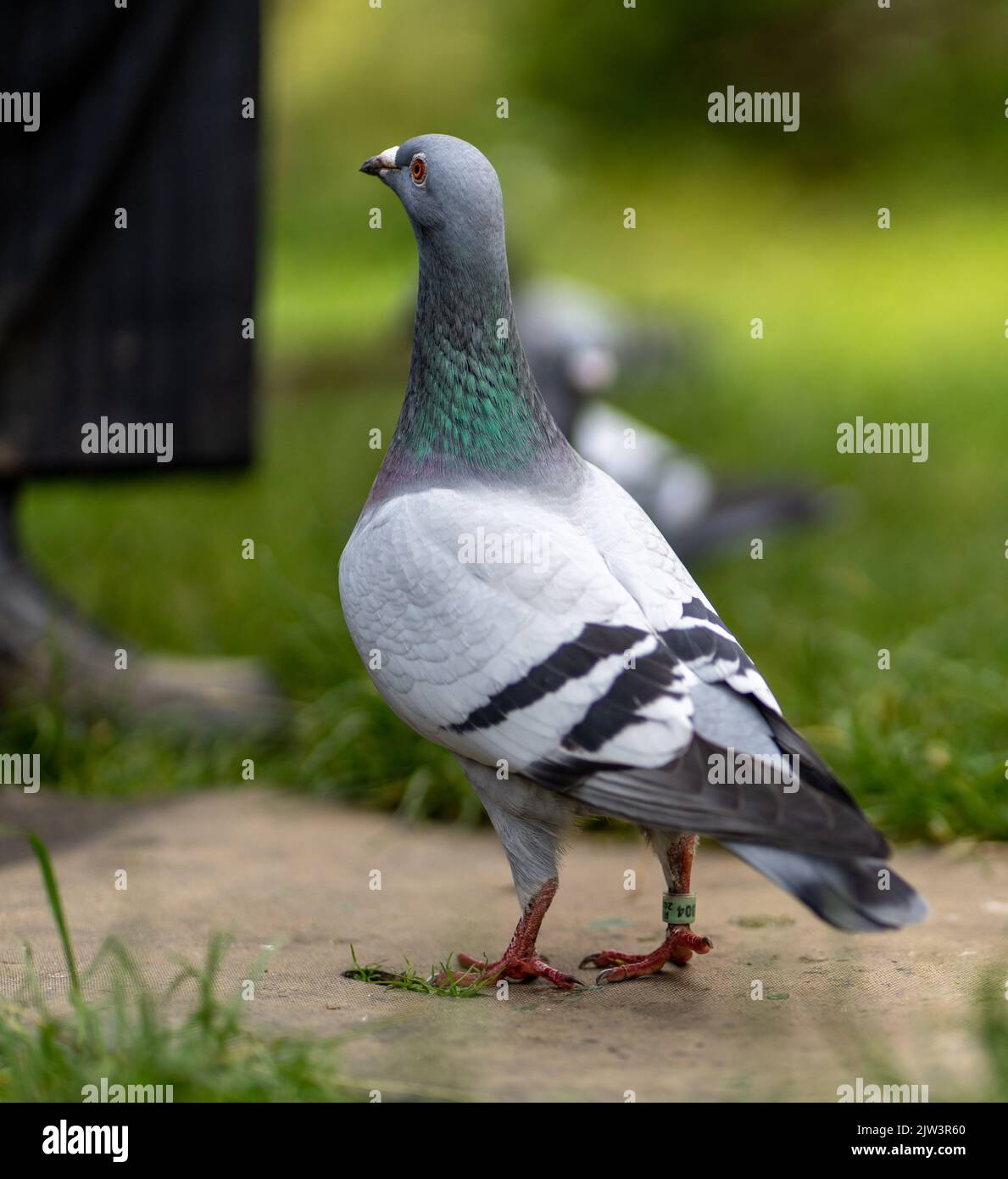 Un gros plan d'un pigeon en terre avec un arrière-plan flou de verdure ...