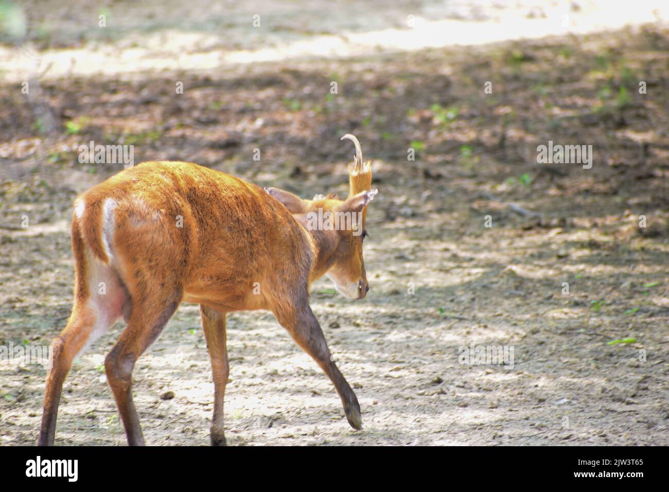 Cerf de timor rusa Banque de photographies et d’images à haute ...
