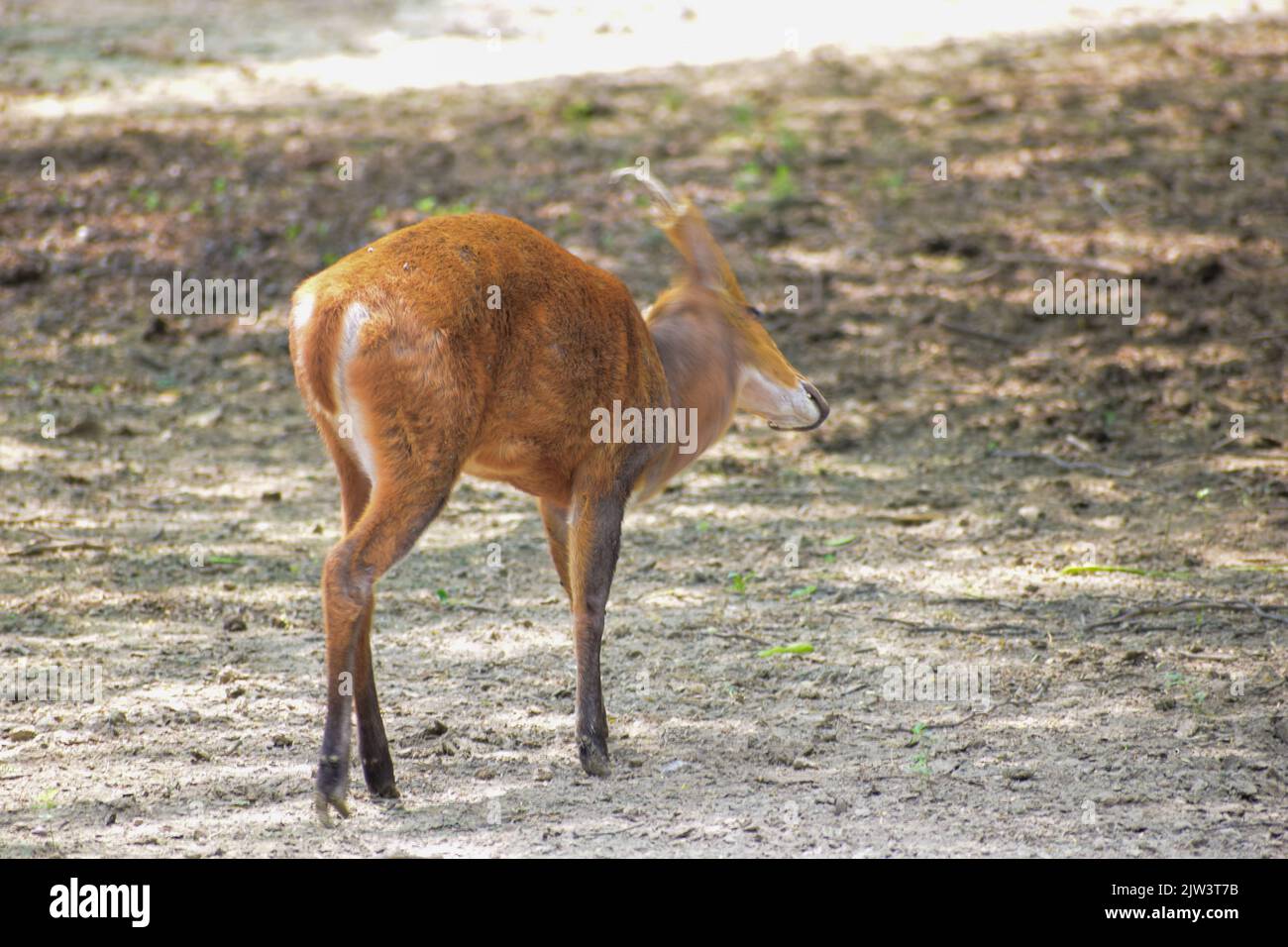 Cerf de timor rusa Banque de photographies et d’images à haute ...