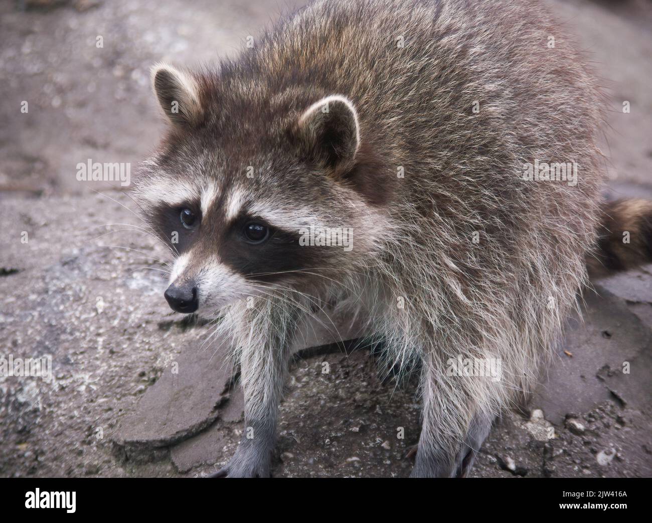 Parc paradisio Banque de photographies et d’images à haute résolution ...