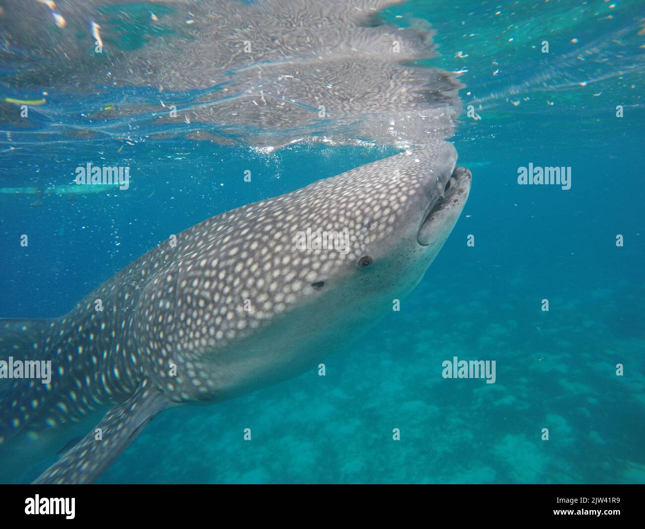 Requin-baleine ou requin-pèlerin (Rhincodon typus) à Donsol ...