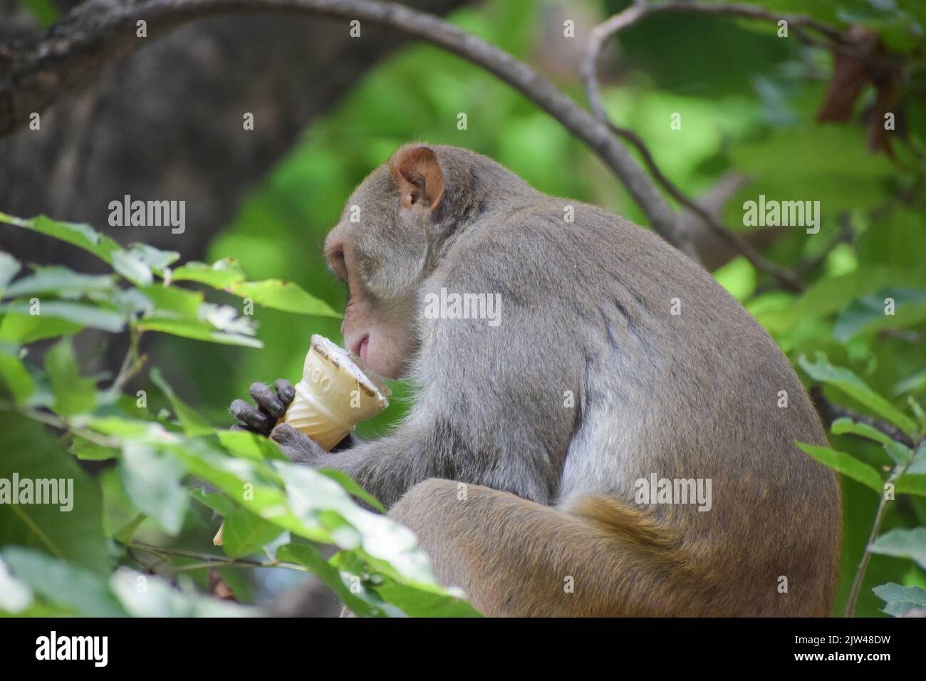 Indian monkey Banque de photographies et d’images à haute résolution - Alamy
