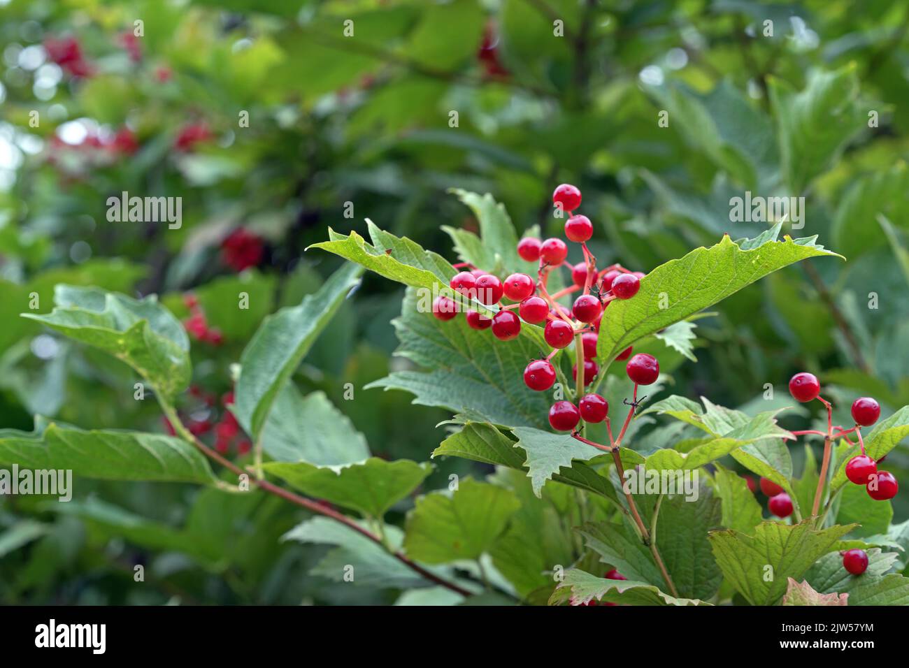 Viburnum vulgaris Banque de photographies et d’images à haute ...
