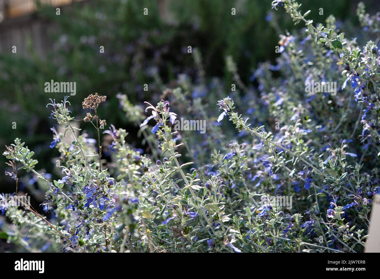 Teucrium fruticans bush Banque de photographies et d’images à haute ...