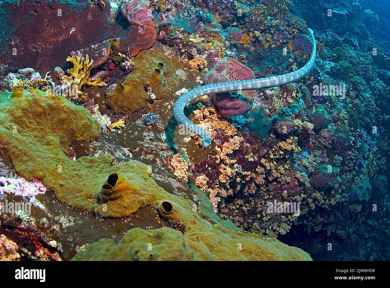Venomous sea snake Banque de photographies et d’images à haute ...