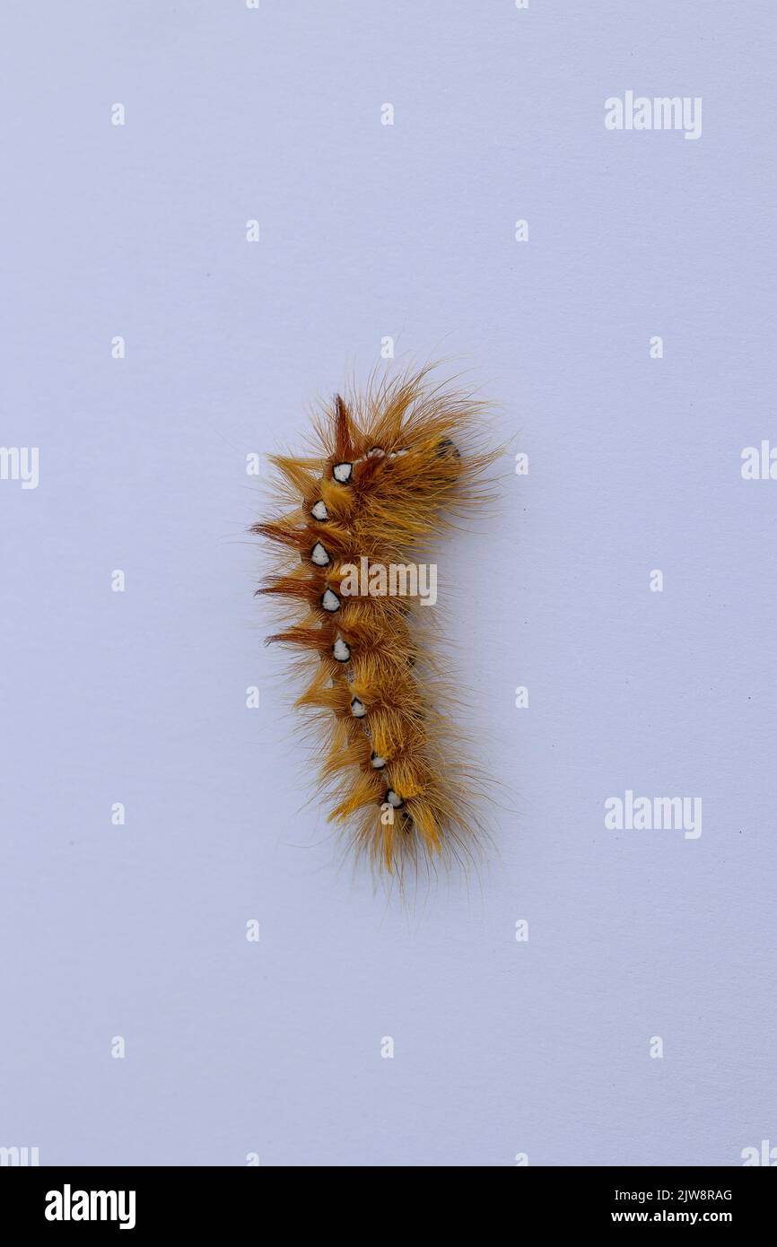 Le sycomore Banque de photographies et d’images à haute résolution - Alamy