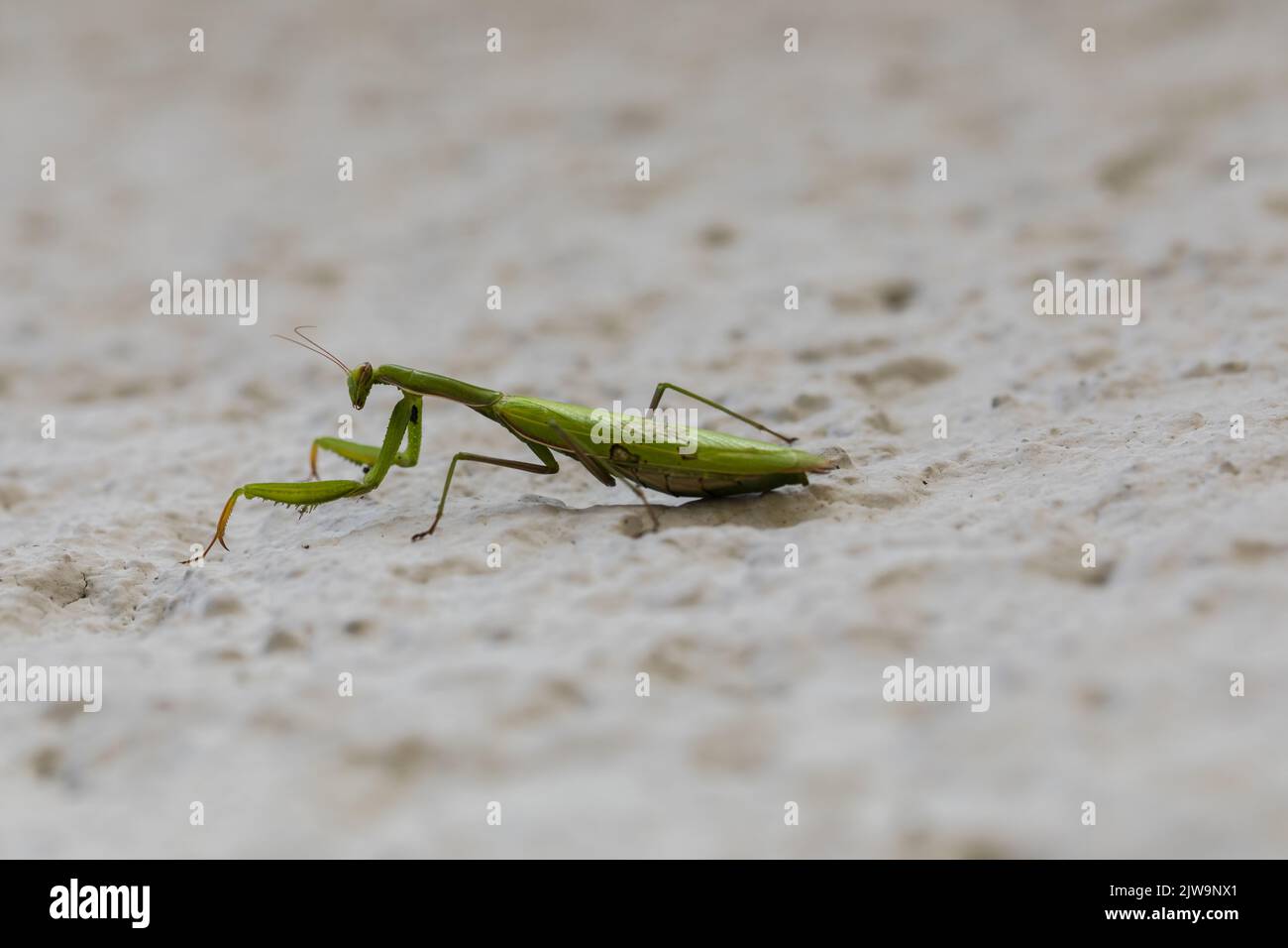 Predator insect Banque de photographies et d’images à haute résolution ...