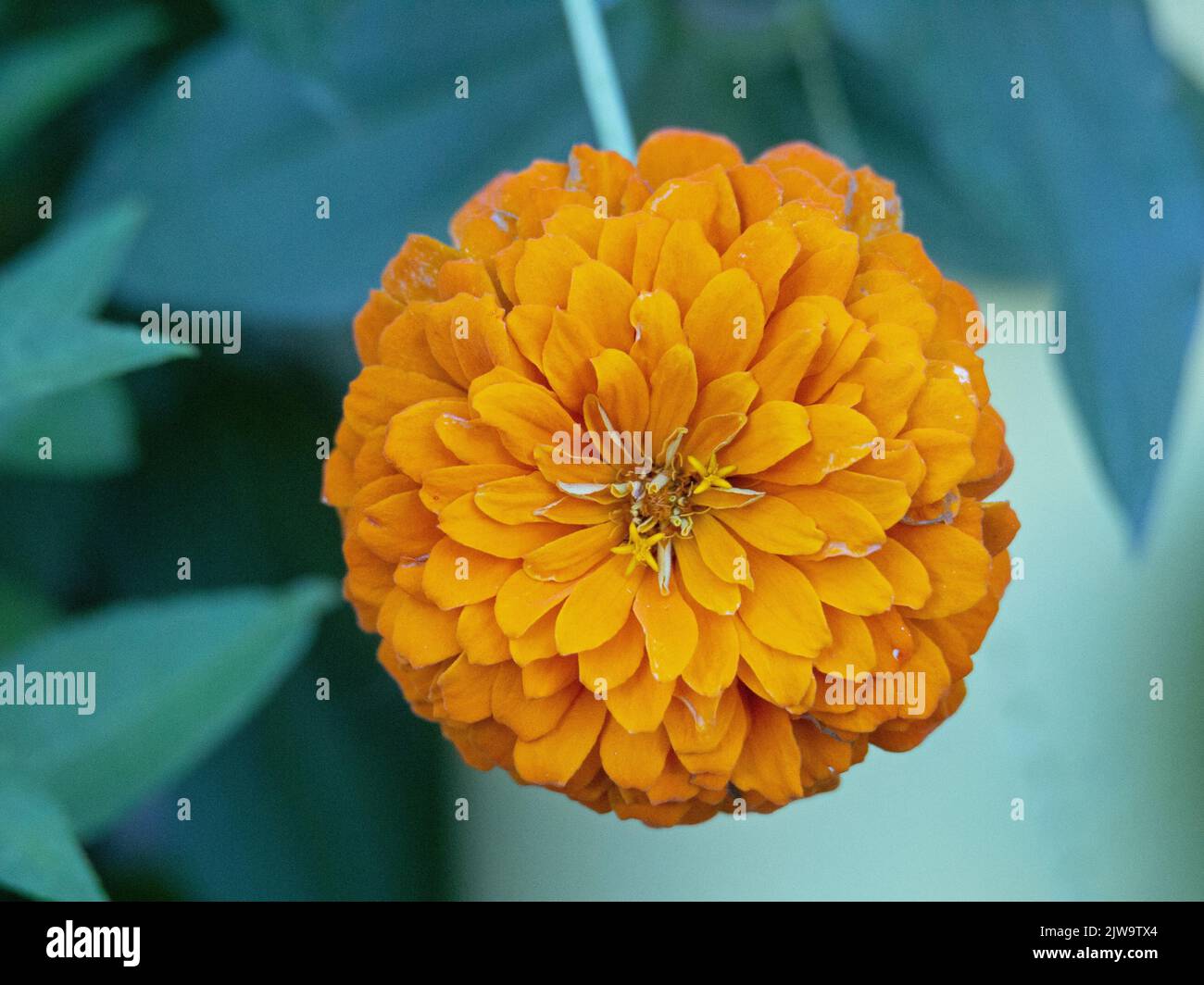 Fleur jaunes et rondes Banque de photographies et d’images à haute ...