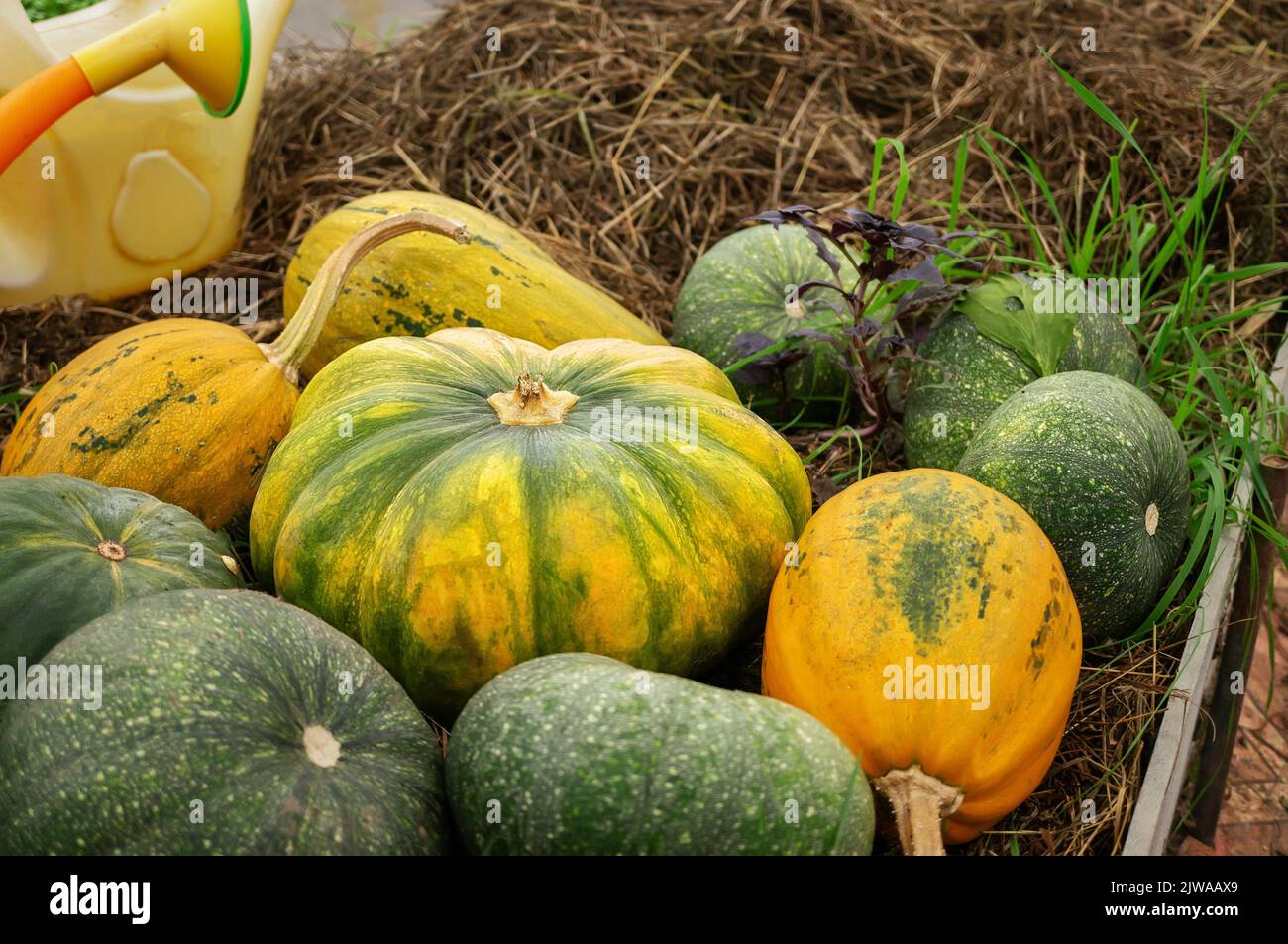 collection de citrouilles de différents types et couleurs. Récolte d ...