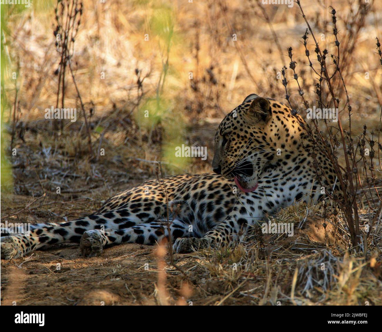 Sri lanka animal Banque de photographies et d’images à haute résolution ...