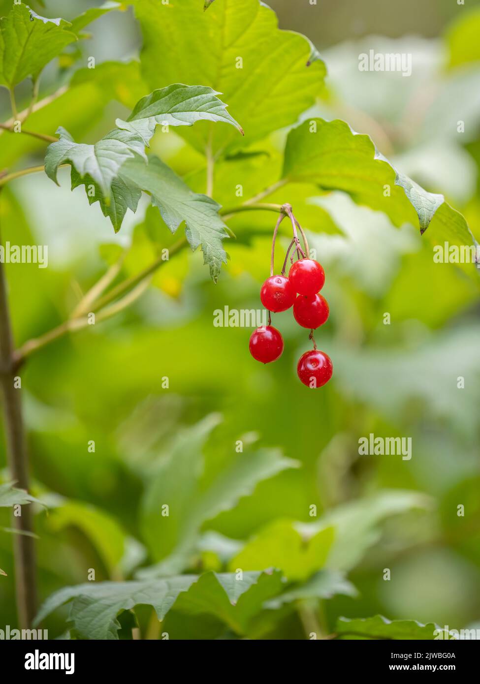Arrière-plan de beaux fruits rouges de viburnum vulgaris. Baies de ...