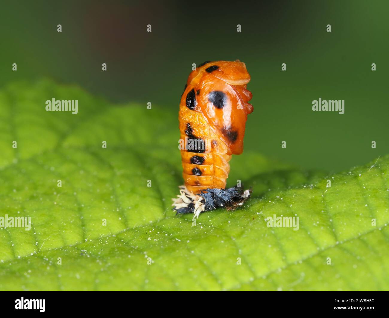 Asian lady beetle harmonia axyridis Banque de photographies et d’images ...
