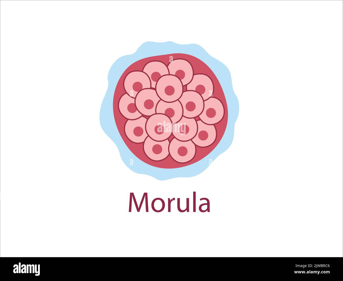 Morula. La cellule embryonnaire de 16 blastomères dans une boule solide ...
