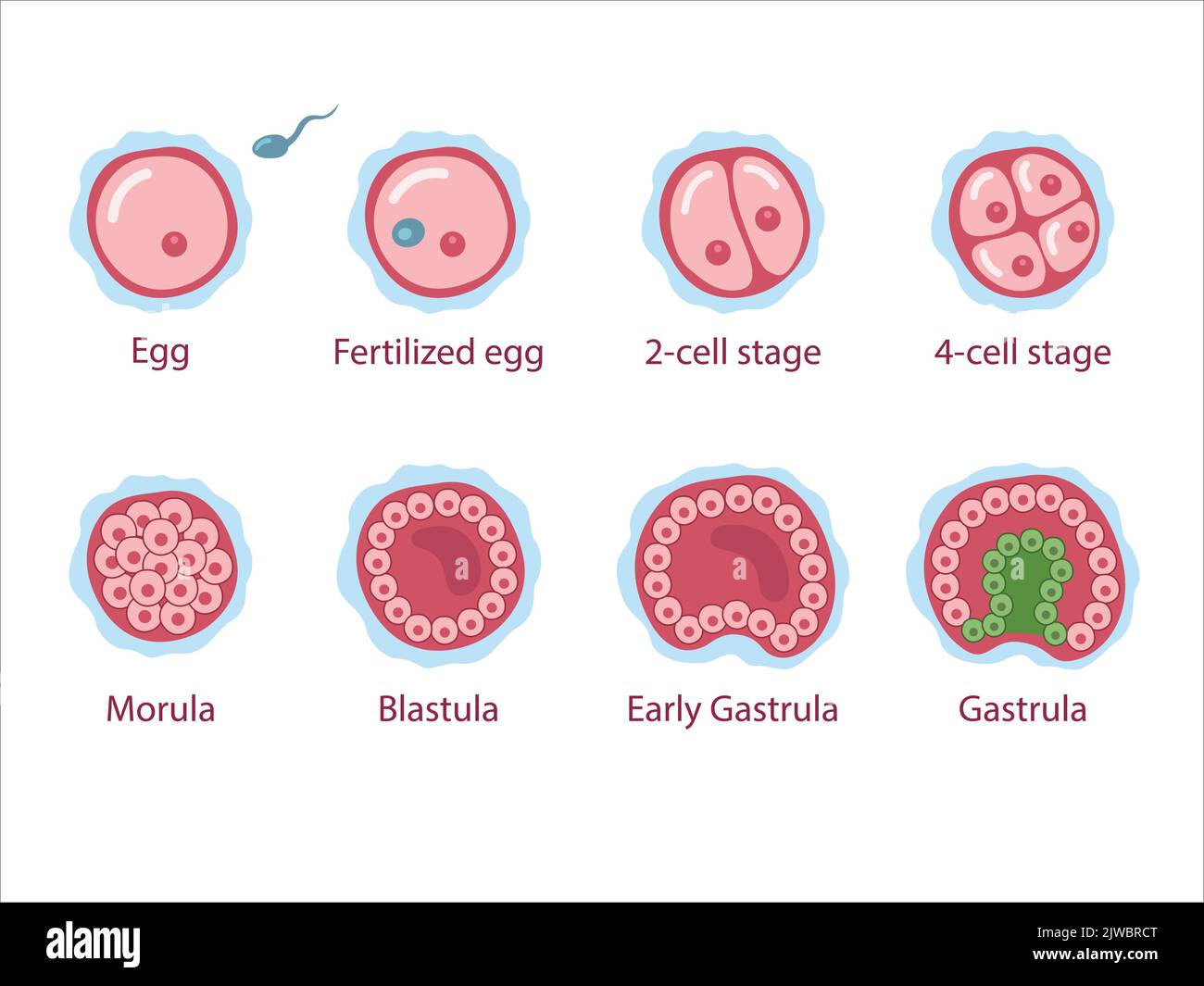 Blastula embryo Banque d'images vectorielles - Alamy