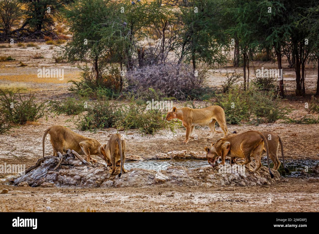 Les animaux en train de boire Banque de photographies et d’images à ...
