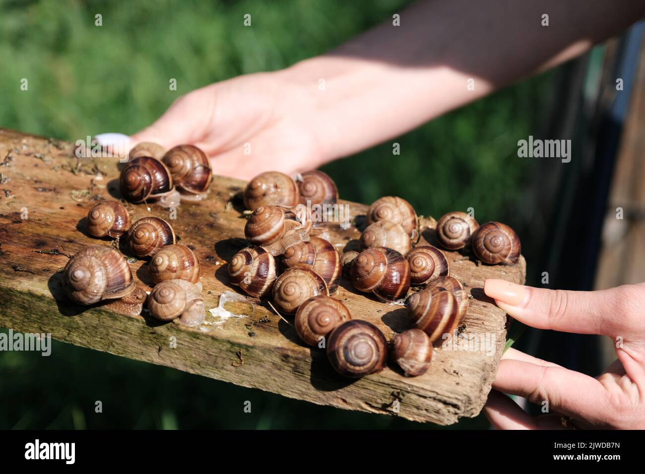 Élevage d'escargots pour obtenir la mucine. Produit cosmétique fabriqué ...